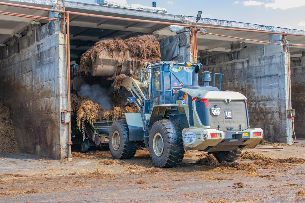 Mushroom production - Veres
